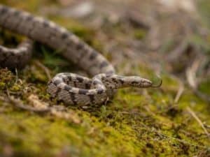 Snakes in Spain| Everything You Need To Know To Travel Safely – Don’t ...