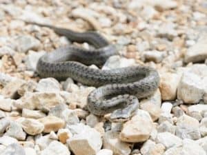 Snakes in Spain| Everything You Need To Know To Travel Safely – Don’t ...